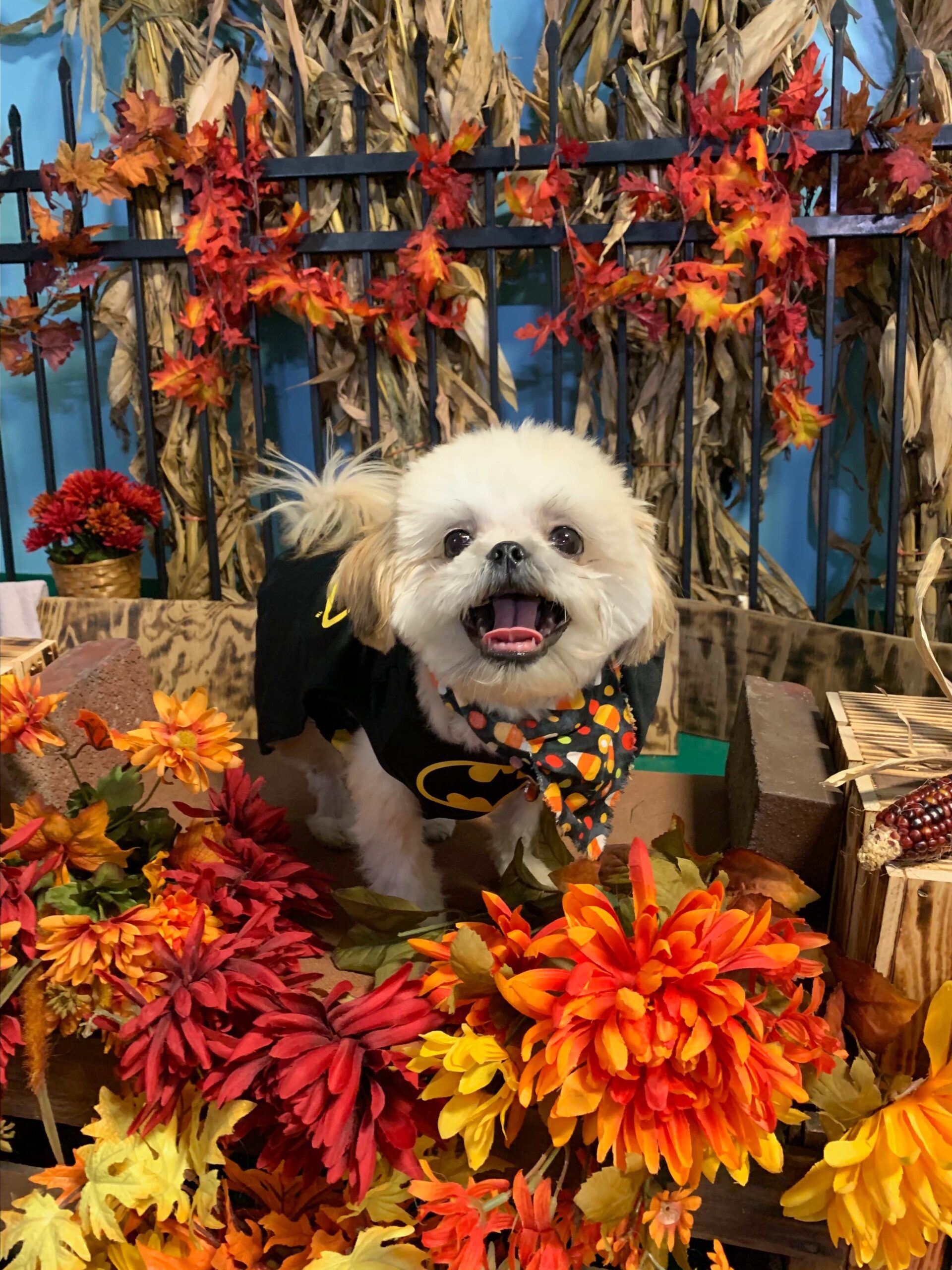 Howl-O-Ween Party - Murrysville - Walkers Pet HoTail Pet Care Center